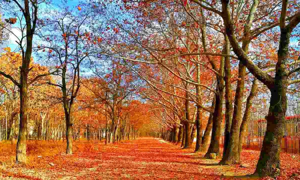 Latest Express Entry Draw For All Programs Invites 4,250 Candidates | CIN