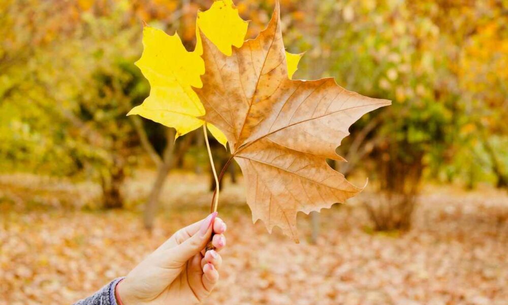 OINP Held Its First PNP Draw for Master’s Graduates in 2023 | CIN