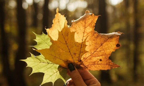 Quebec Immigration Latest Arrima Draw Invited 1,187 Candidates