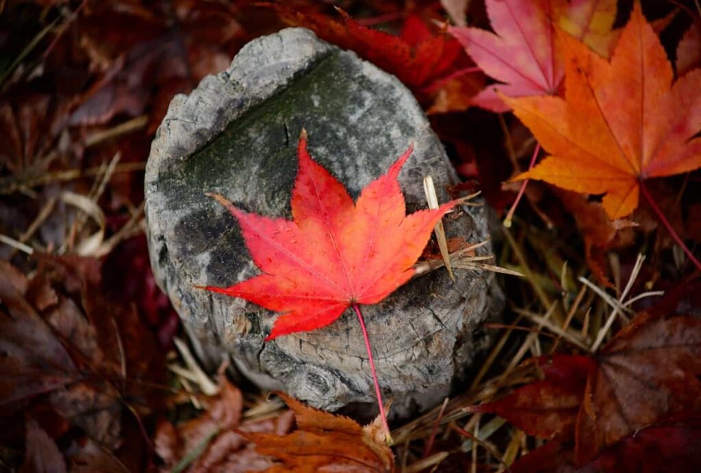 After Applying For Family Sponsorship In Canada: Next Steps And What To ...