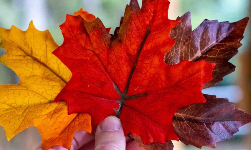 Top Immigration Consultants In Canada